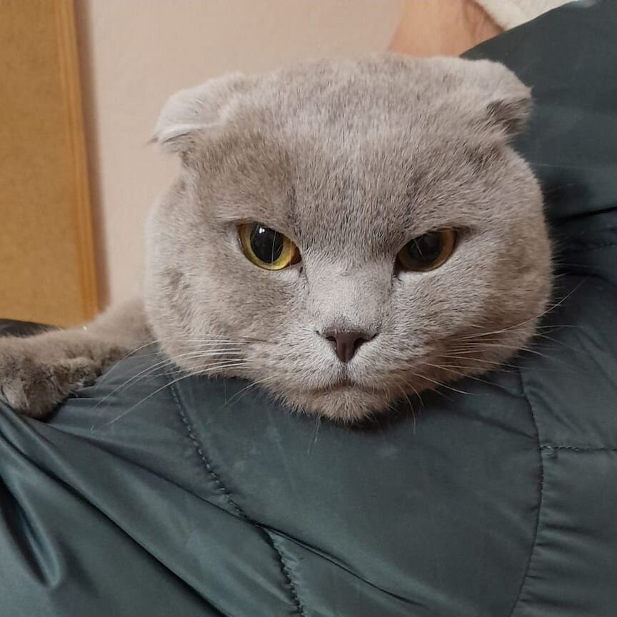 Безумно красивый котик шотландский вислоухий