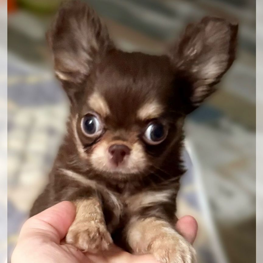 Чихуахуа, щенок