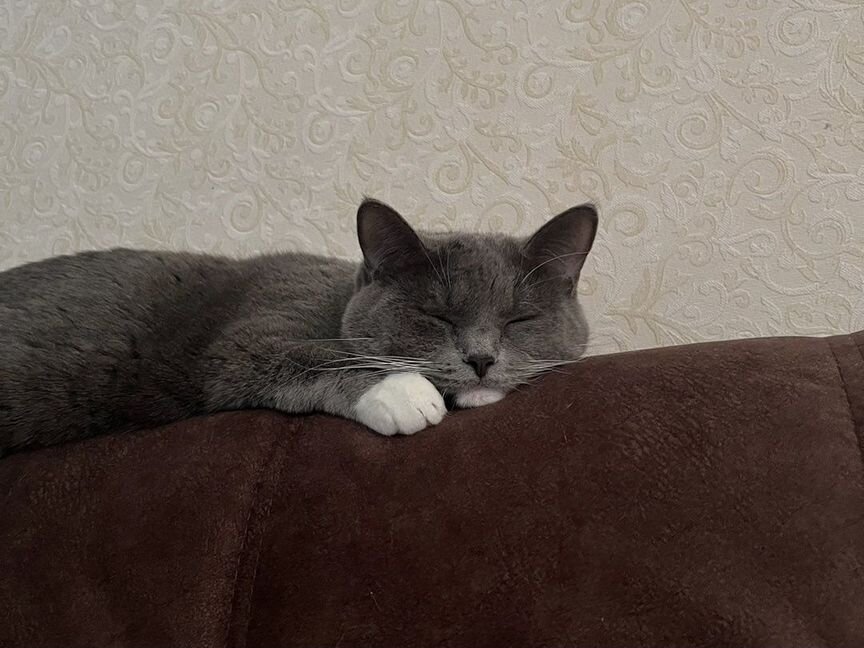 Смесь русской голубой с британцем