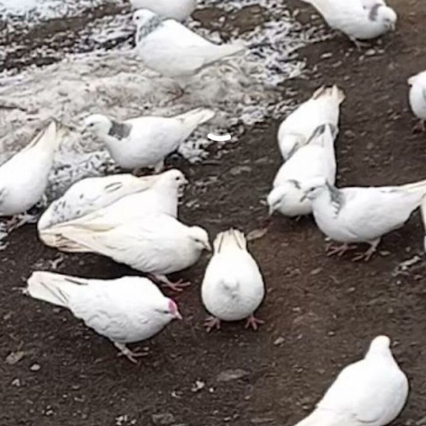 Продажа голубей