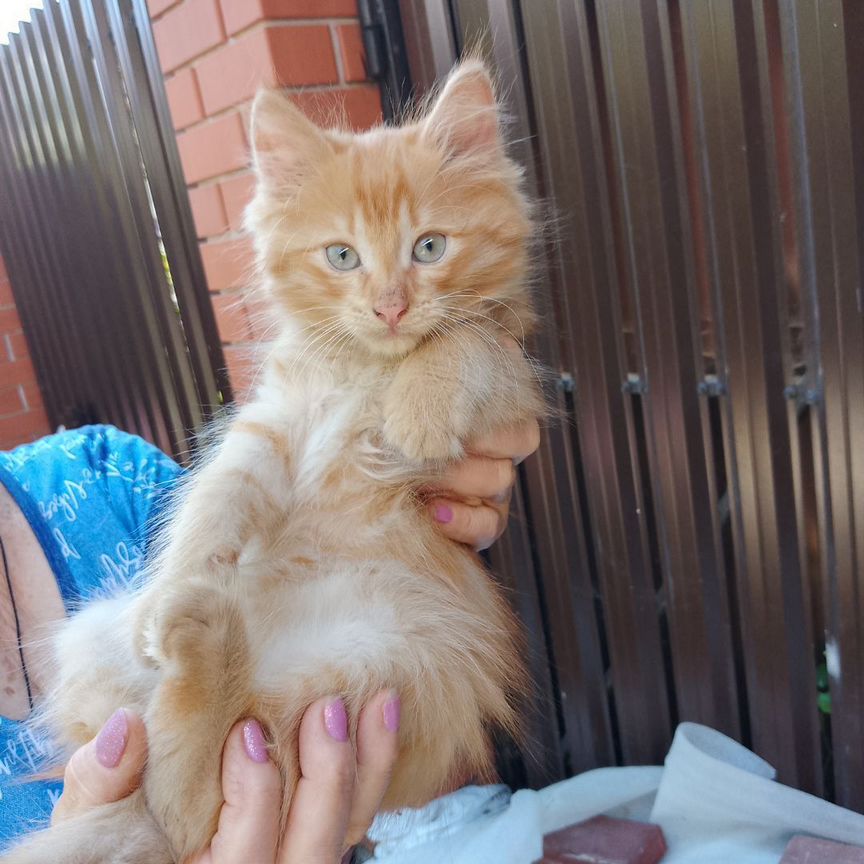 Котёнок в добрые ручки, кушает хорошо