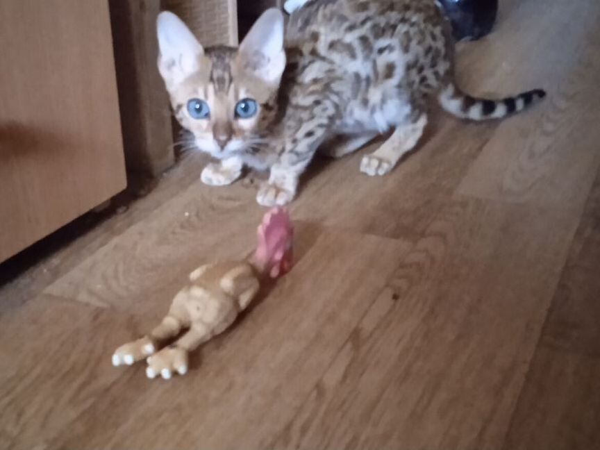 Котенок