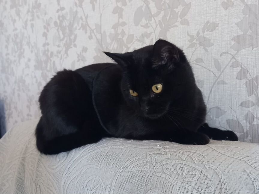 Кошечка в добрые руки