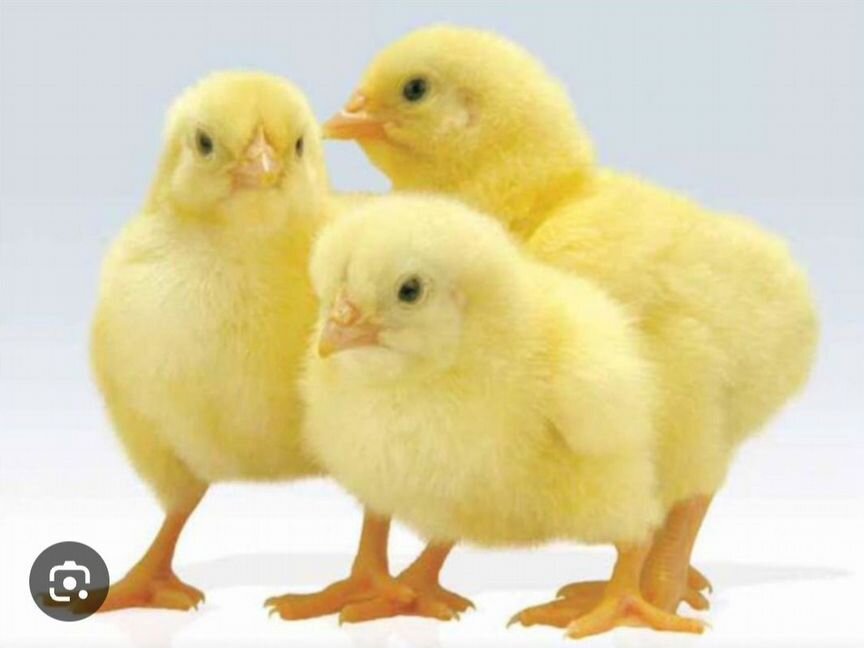 Цыплята бройлеры кобб500 Испания