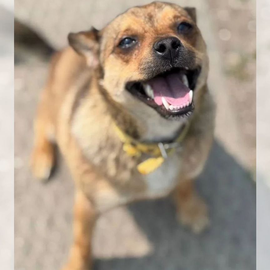 Взрослый пёс в добрые руки