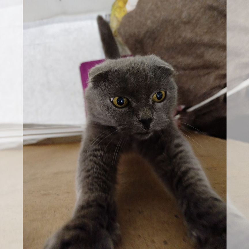 Шотландская вислоухая короткошёрстная кошка, взрослая