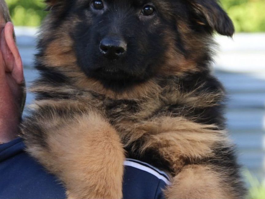 Шикарная длинношерстная девочка