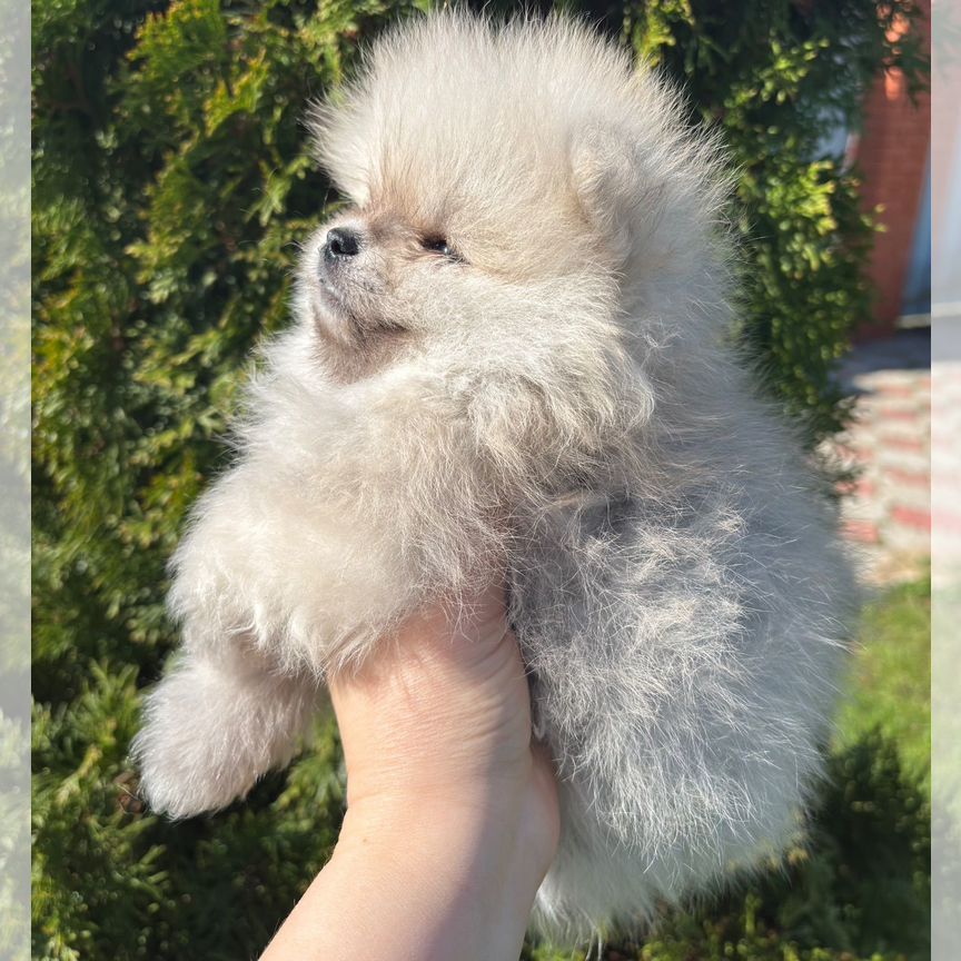 Померанский шпиц, щенок