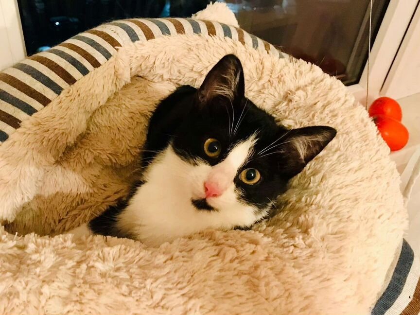 Ласковый котенок