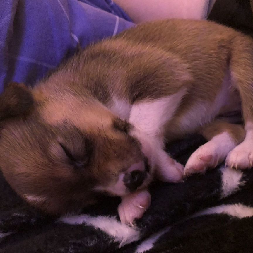 Тойчик в добрые ручки