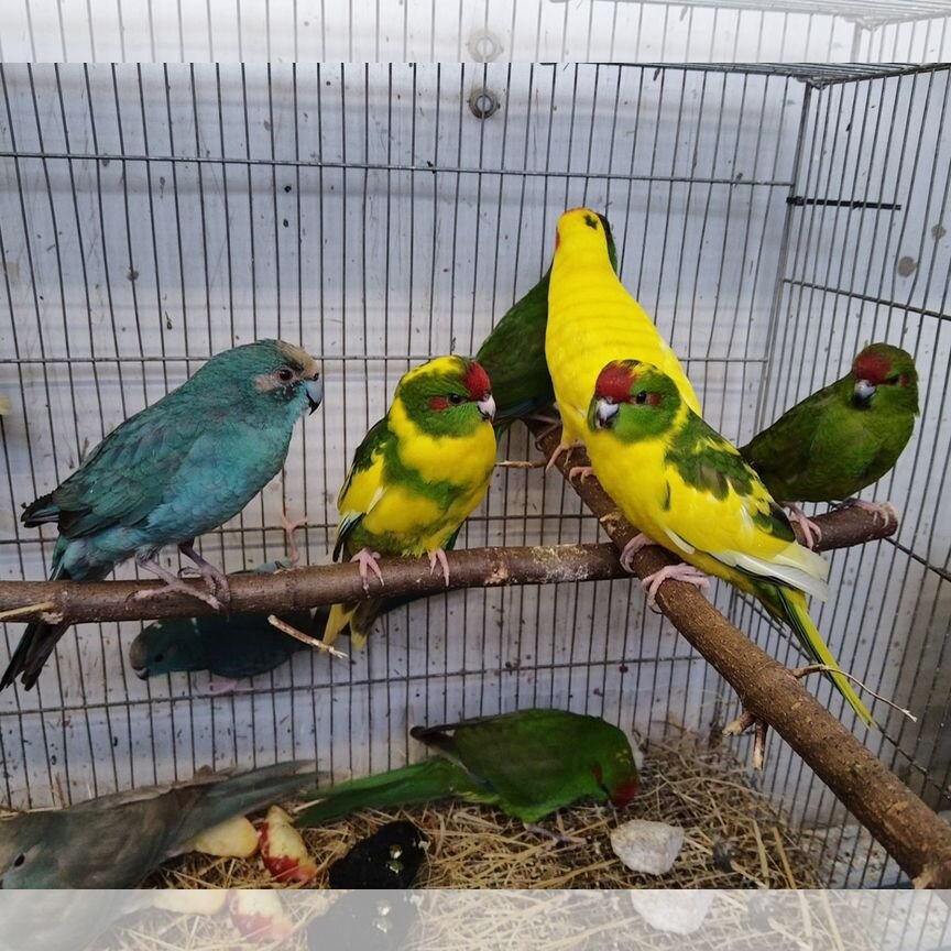 Попугайчики Какарики 3-4 мес