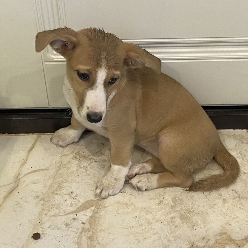 Отдам щенка в добрые руки