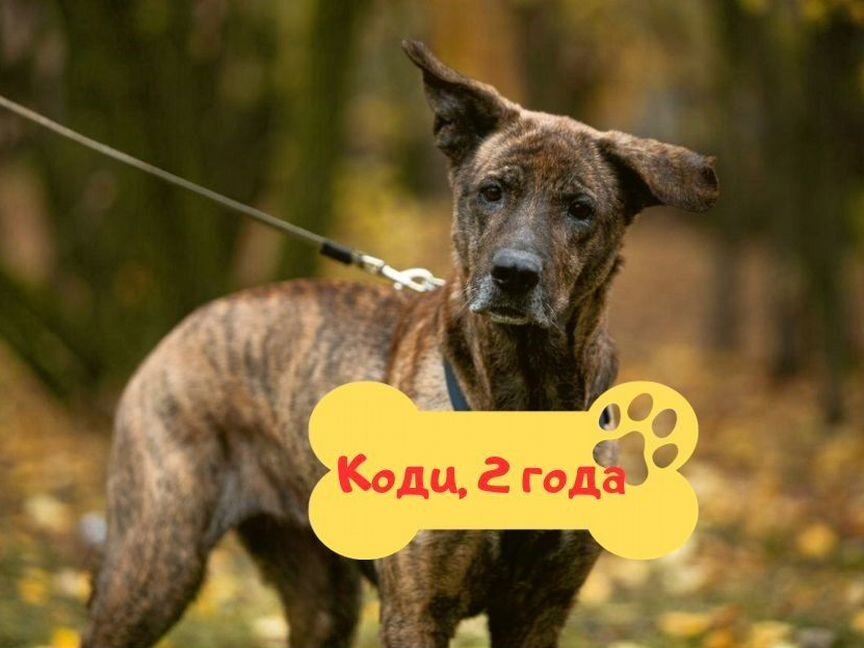 Коди молодая, активная собака, обожающая внимание