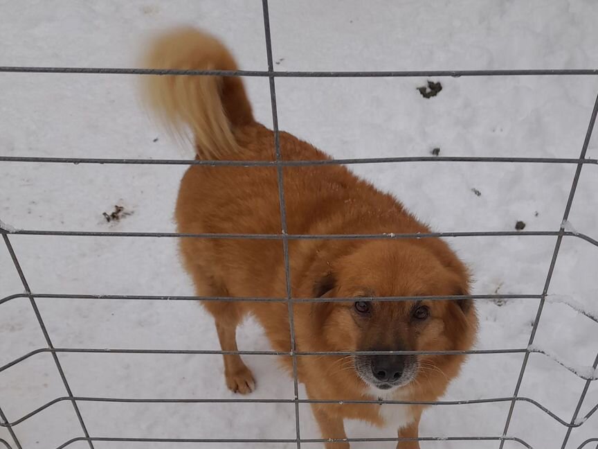 Собачка в добрые руки