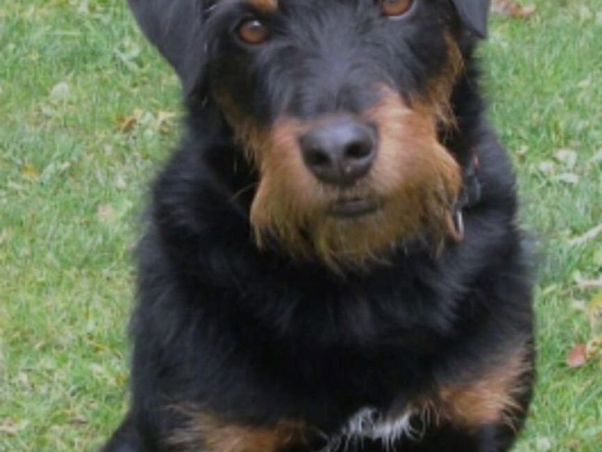 Ягдтерьер в добрые руки