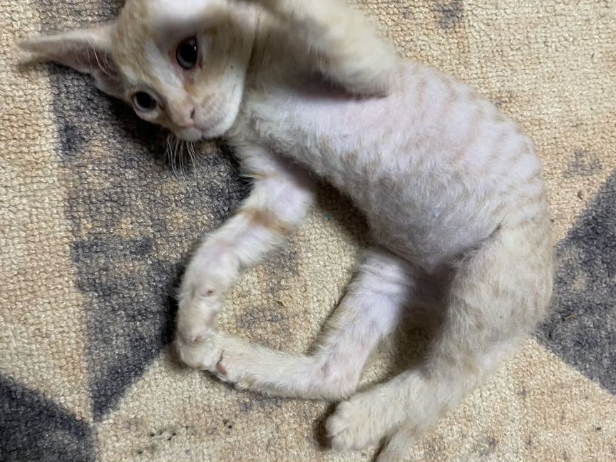 Кошка сфинкс бесплатно