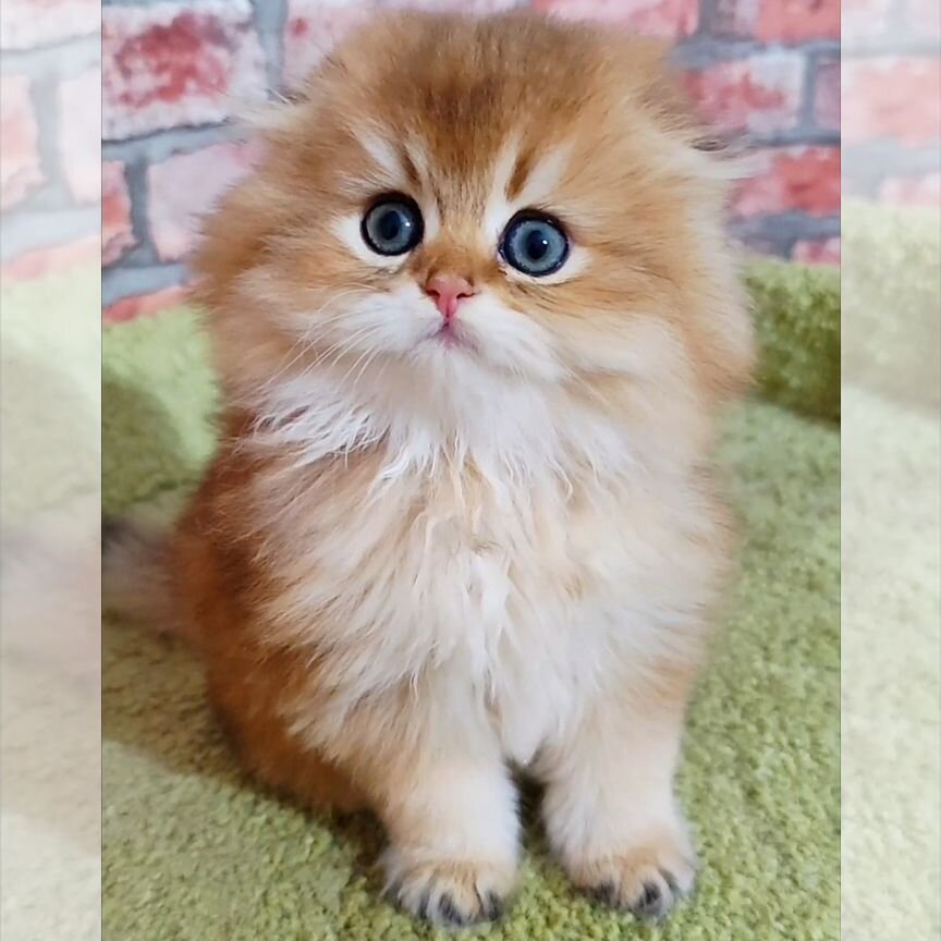 Шотландский мальчик-гиперласковый