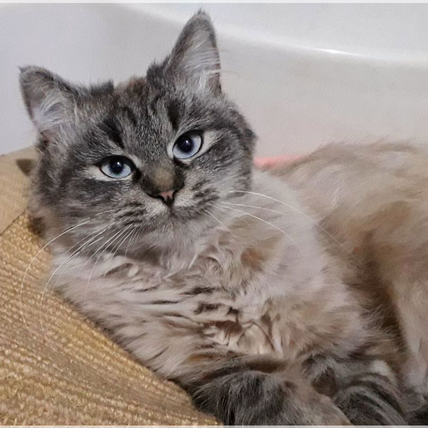 Невский маскарадный котёнок