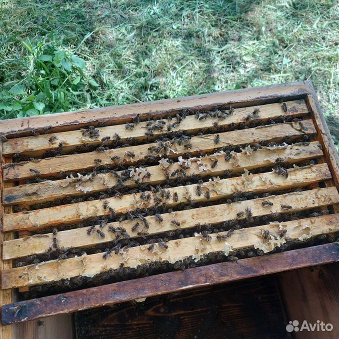 Отводки пчел