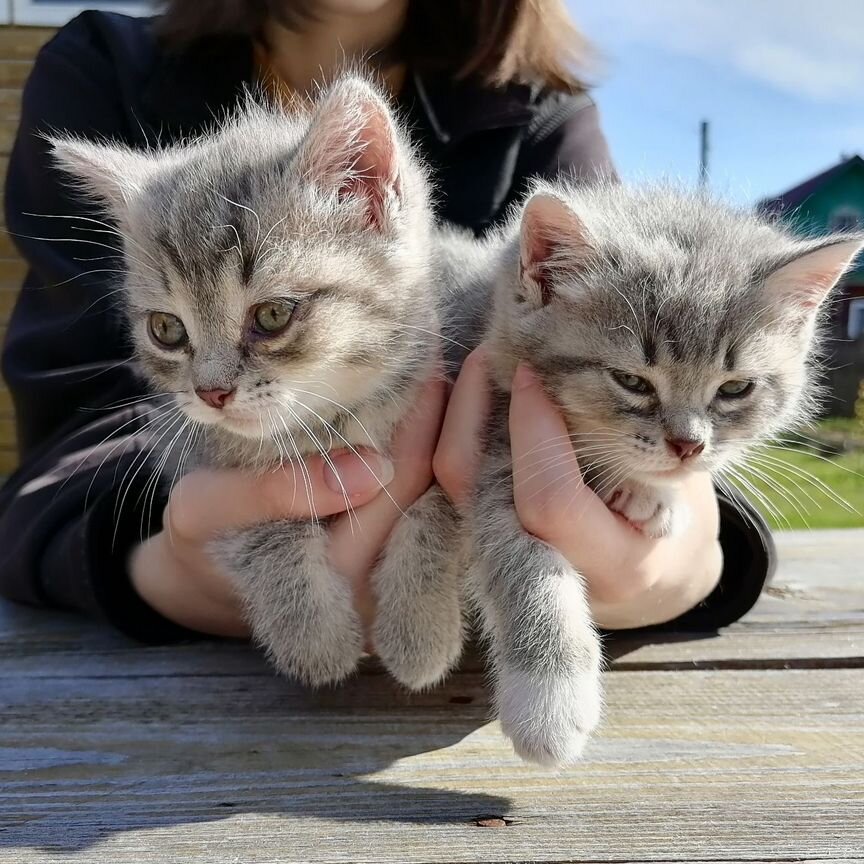 Котята британской голубой 2 месяца