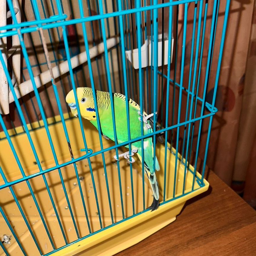 Волнистый попугай