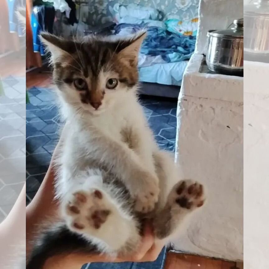 Котёнок в добрые руки