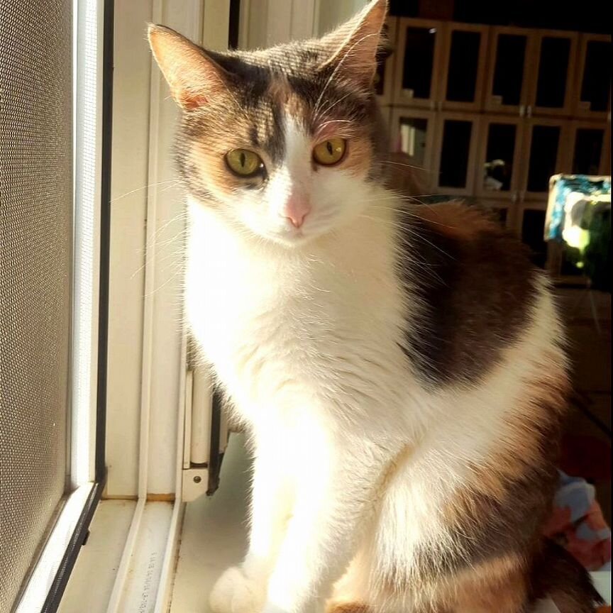 Кошечка потеряла хозяина