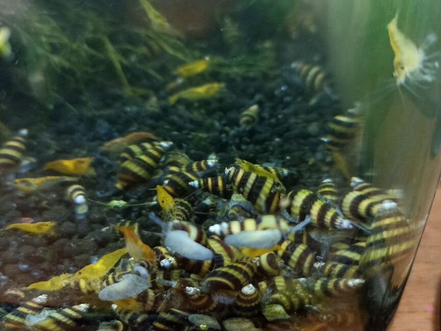 Улитки Хелены бесплатно