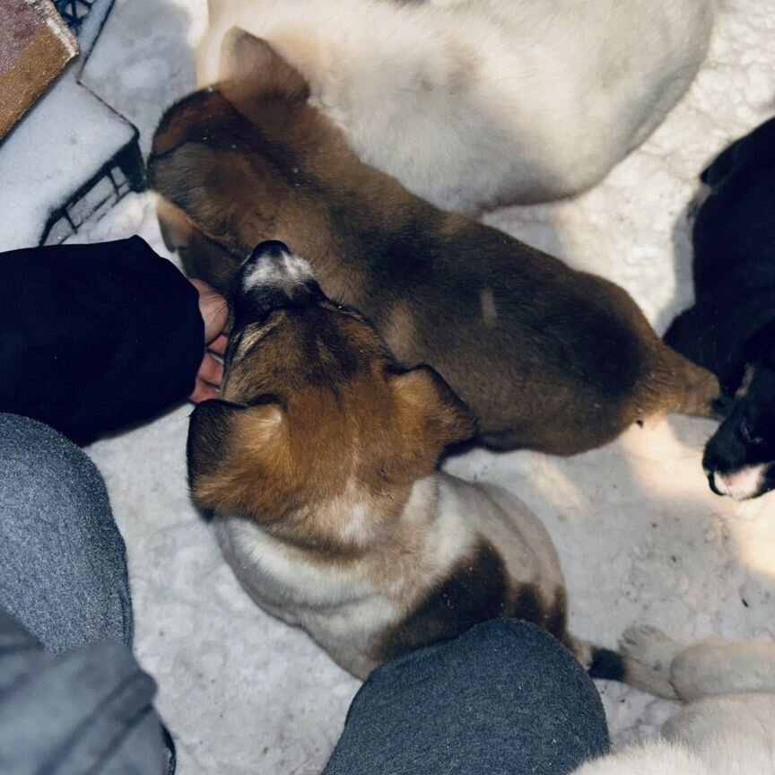 Щенок в добрые руки