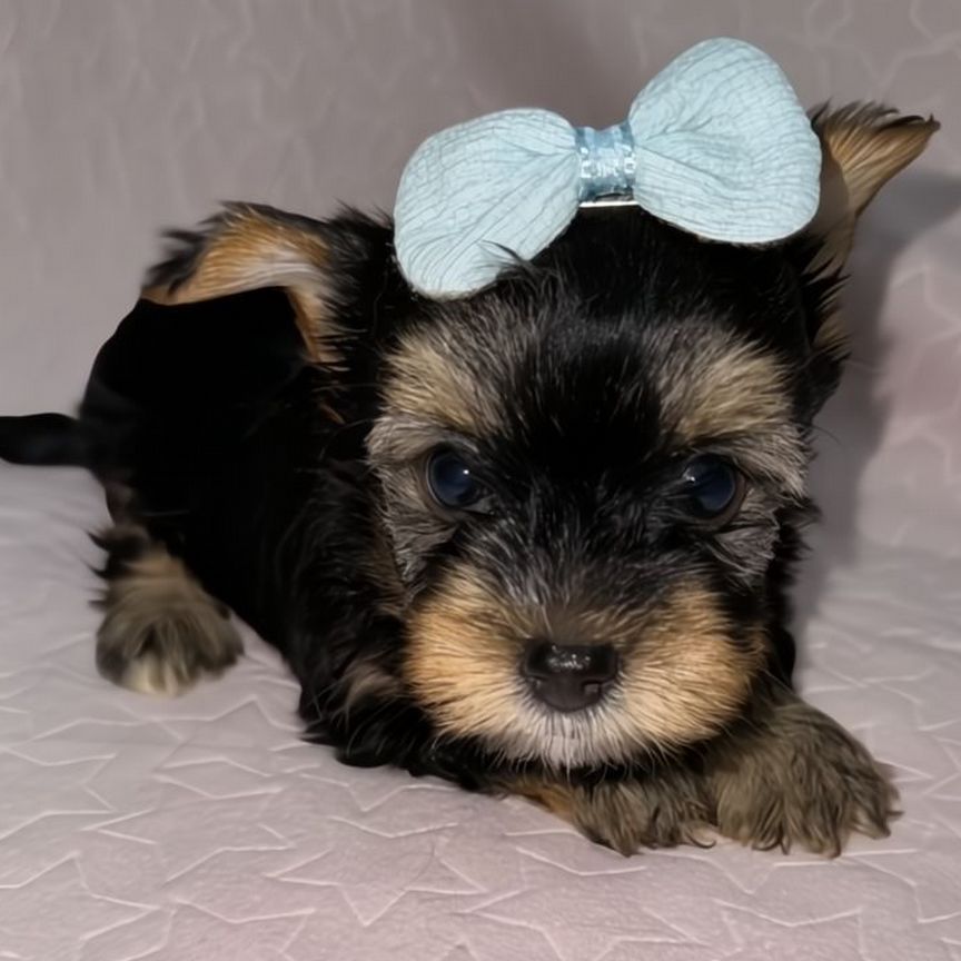 Бивер-йоркширский терьер, щенок