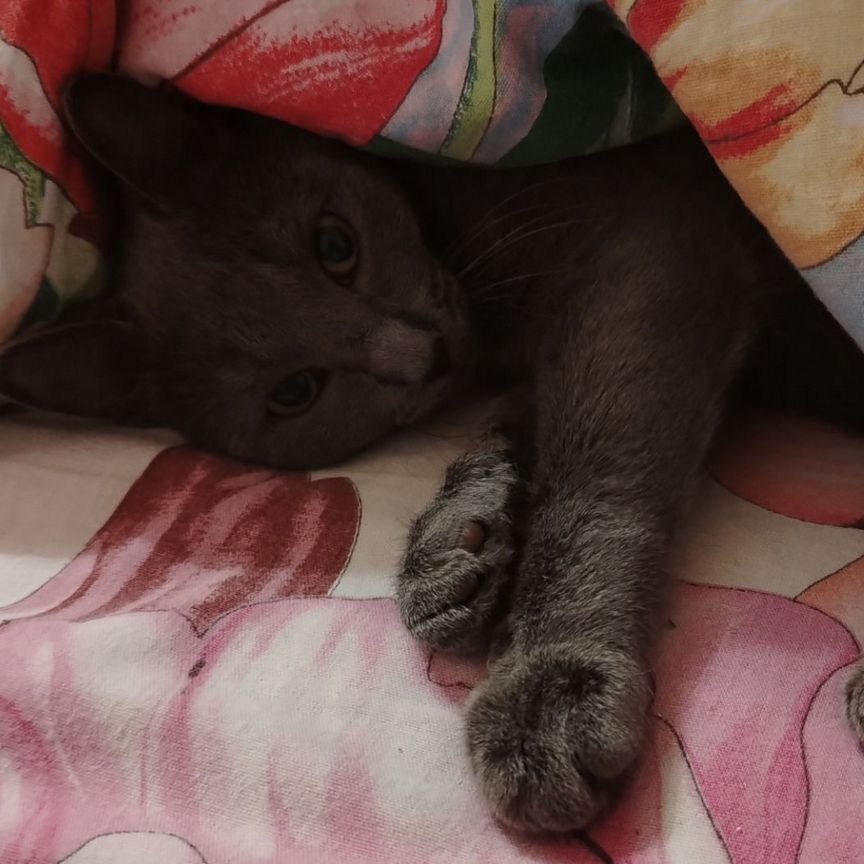 Кошка в добрые руки
