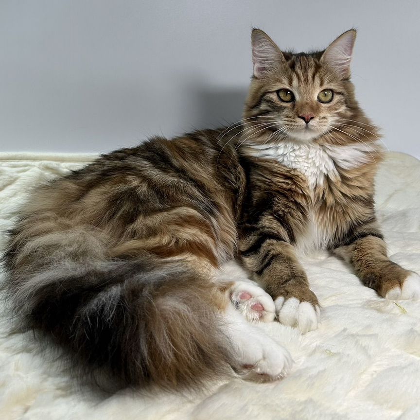 Сибирский котёнок