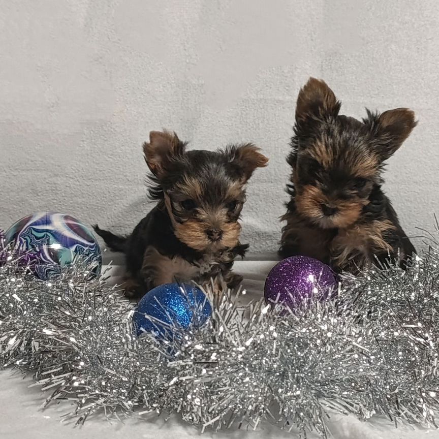 Йоркширский терьер, щенок