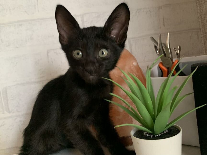 Ориентальные котята