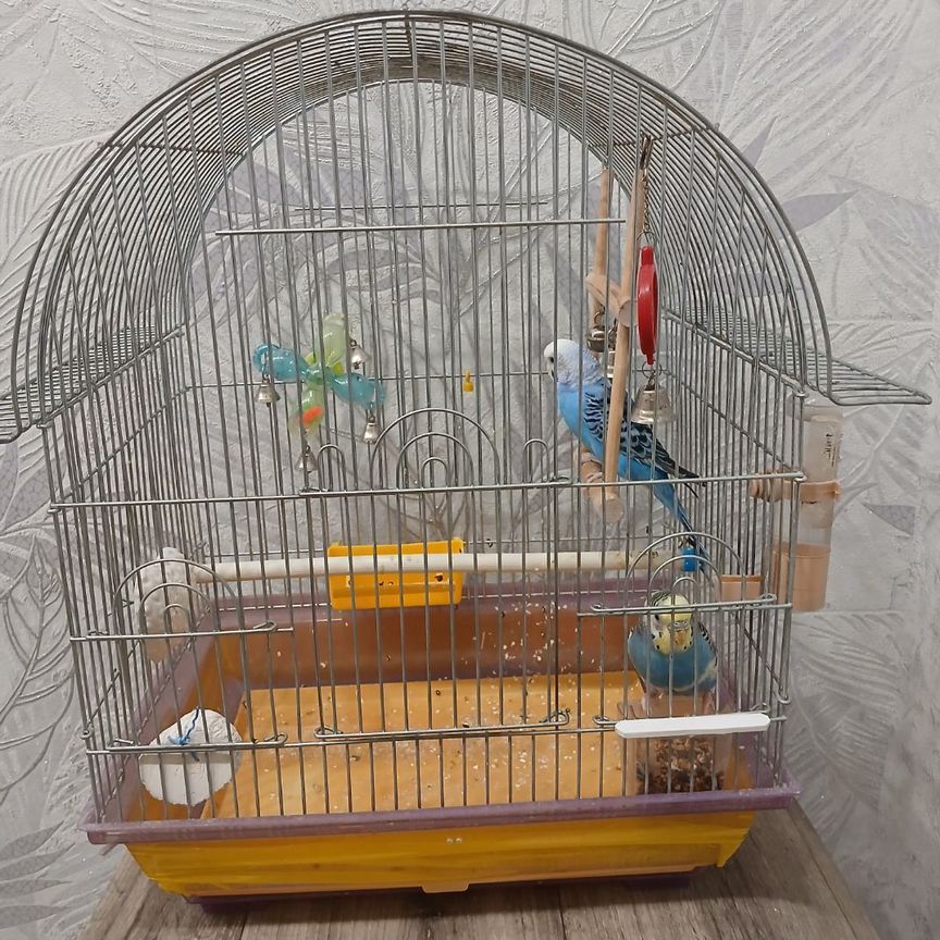 Волнистый попугай