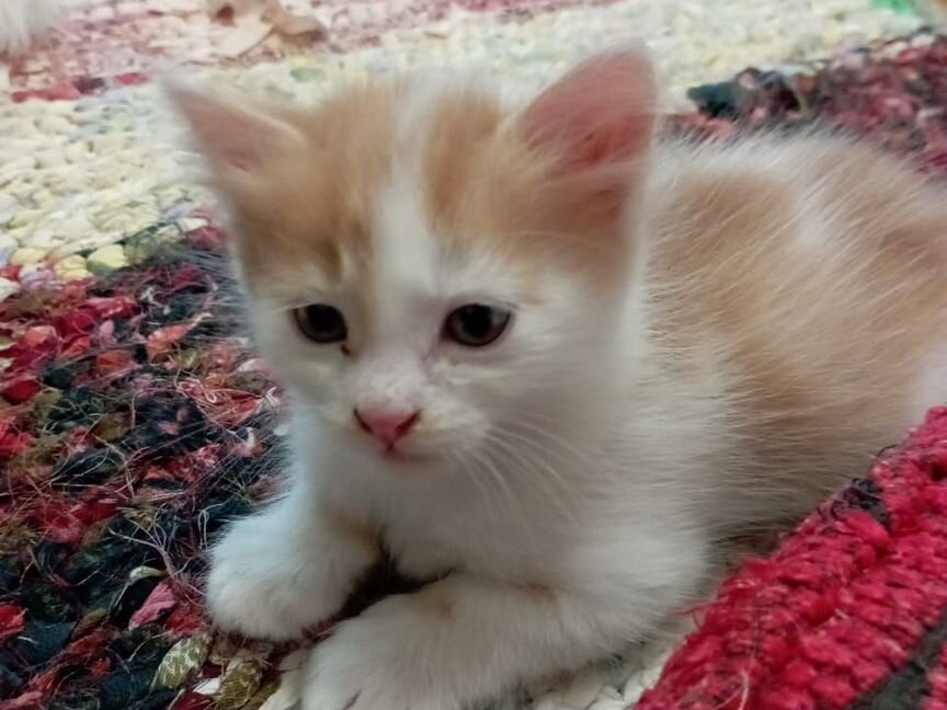 Кошка