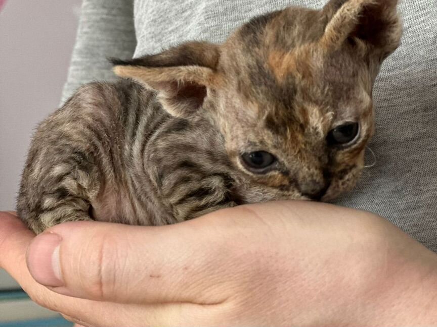 Котята породы девон-рекс
