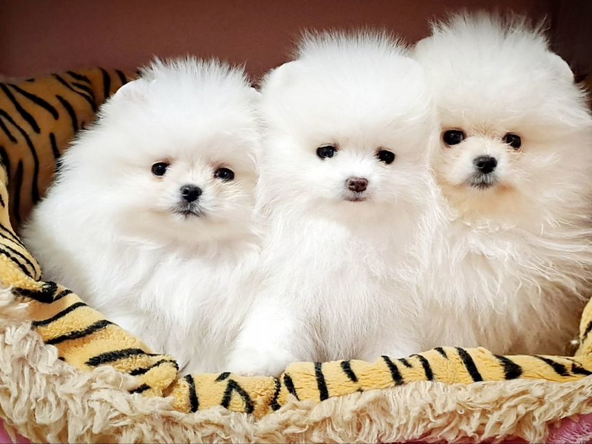 Шпицы Белоснежные снежинки