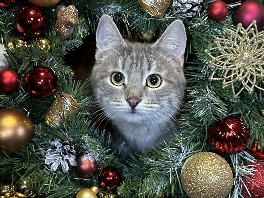 Кот Джерри ищет дом