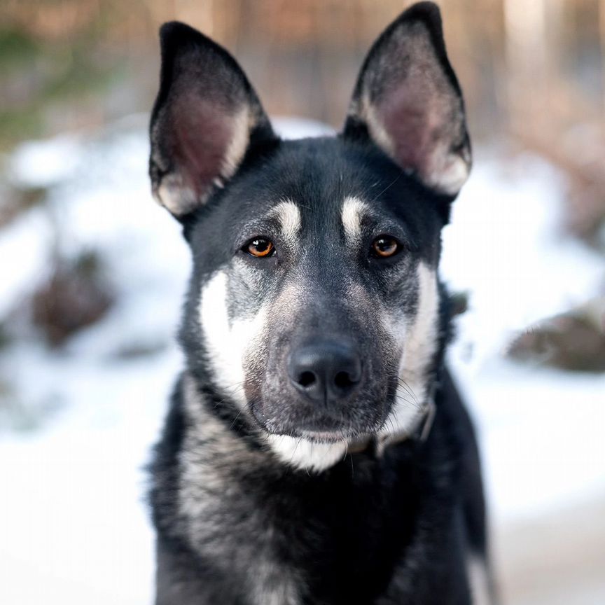 Восточно европейская овчарка метис