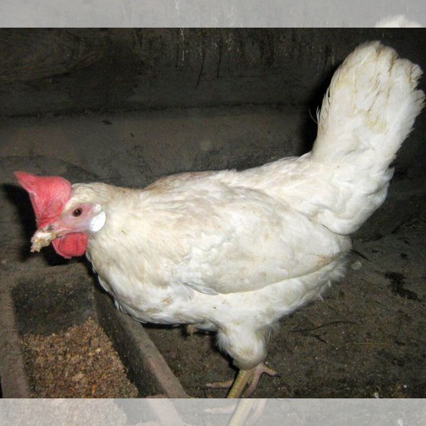 Куры молодки несушки