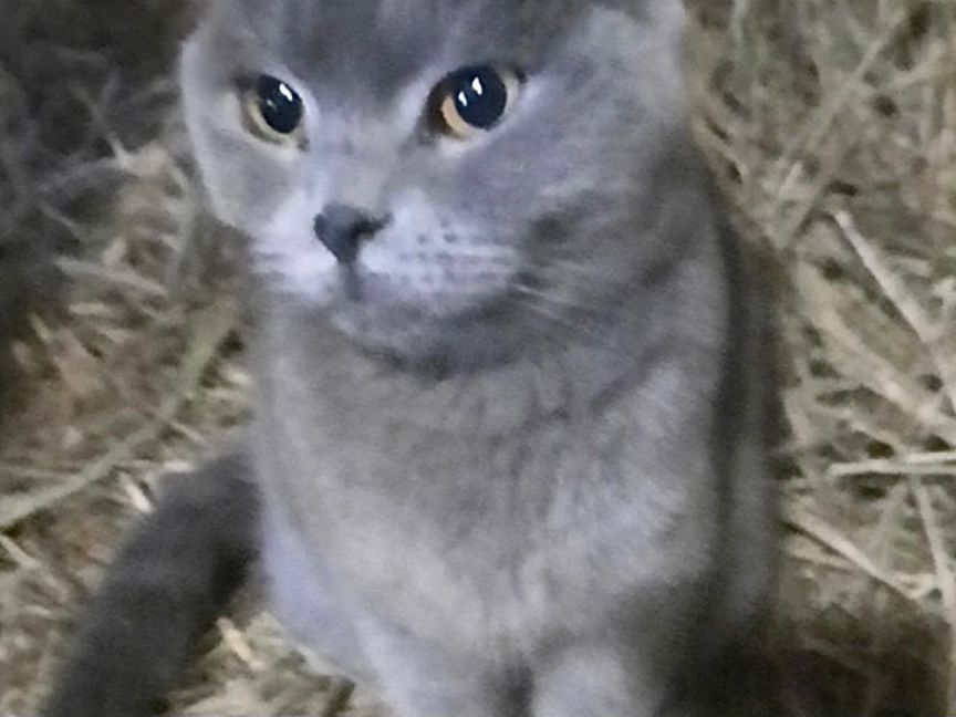 Кошка серая вислоухая