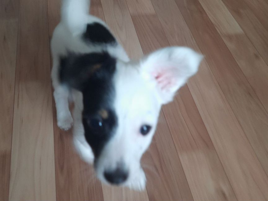 Продам щенка той терьера