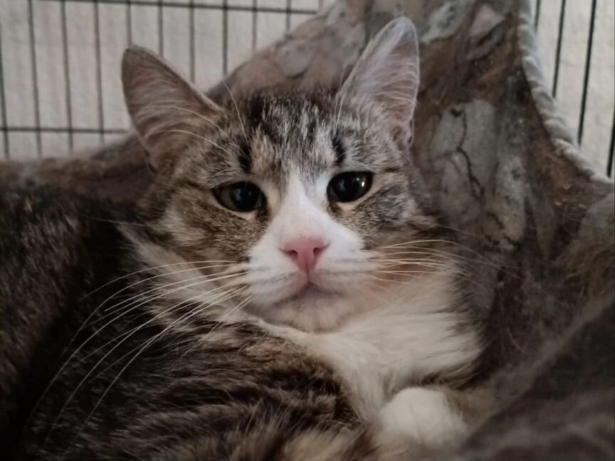 Кошка Варенька