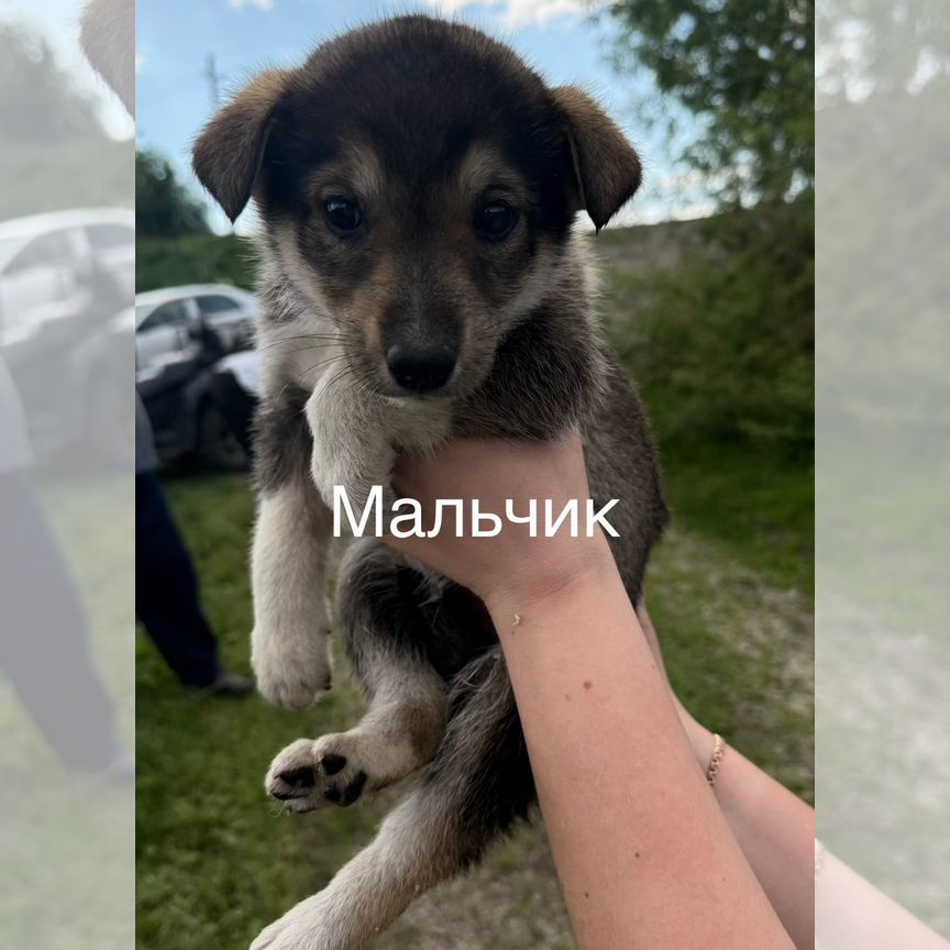 Щенок в добрые руки