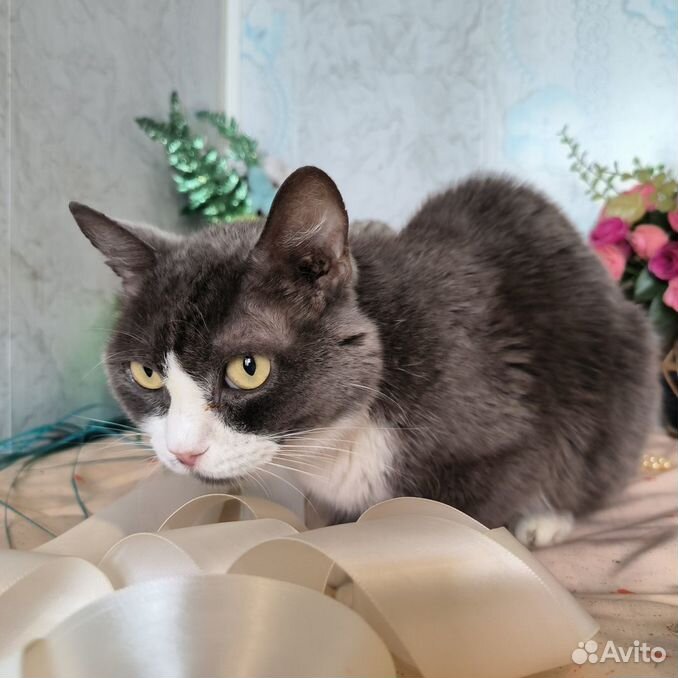 Пепельная с белыми пятнышками кошечка, 2+