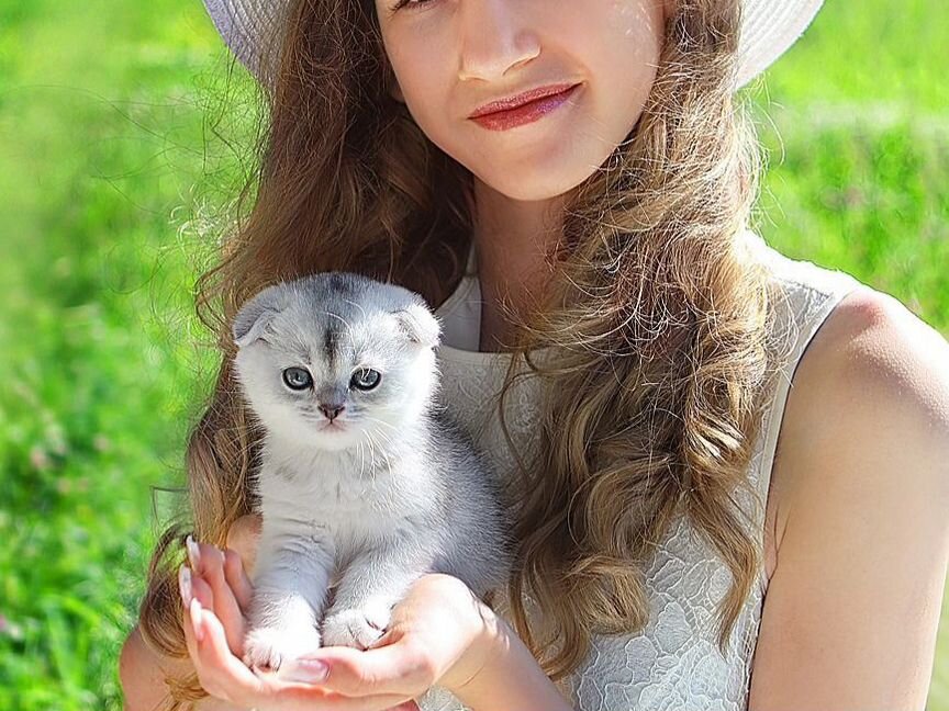 Фотодень Шотландские котята