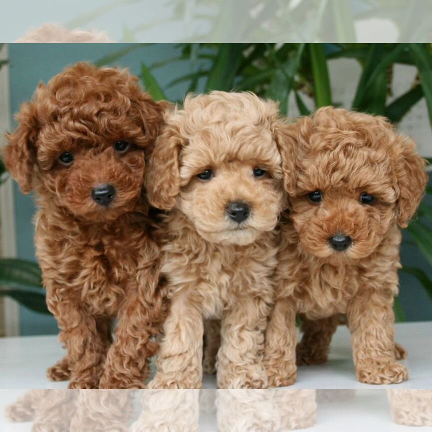 Той-пудель щенки мини