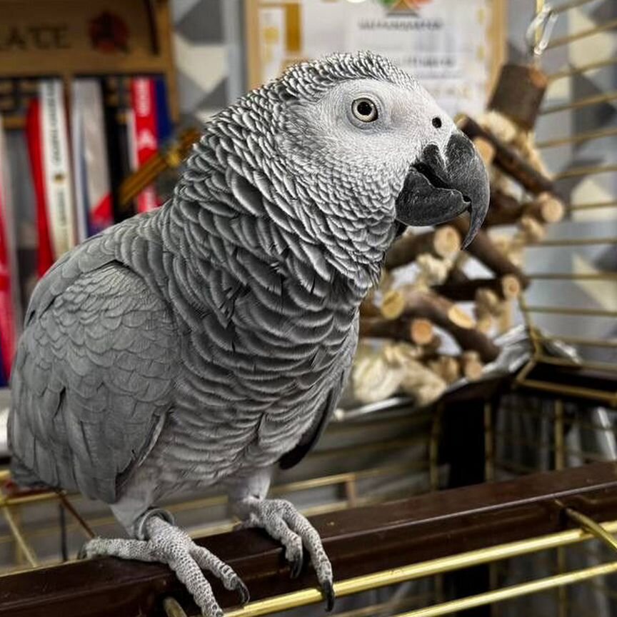 Ручной говорящий попугай