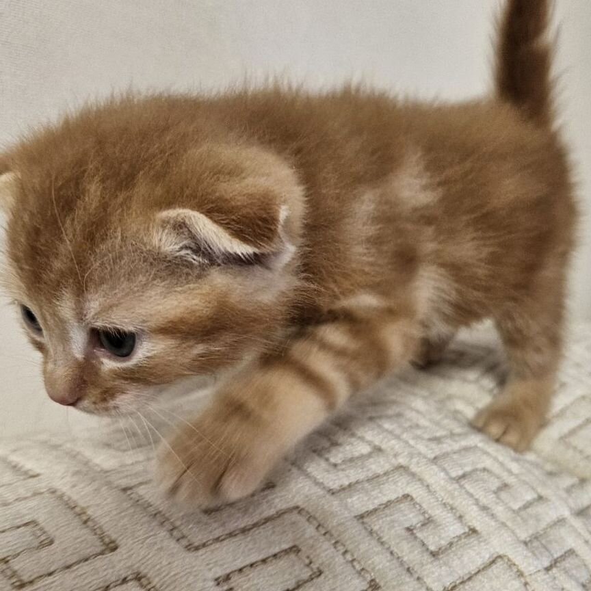 Шотландская вислоухая кот